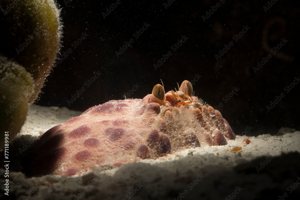 Box crab (Calappa granulata) is a marine crustacean native to ...