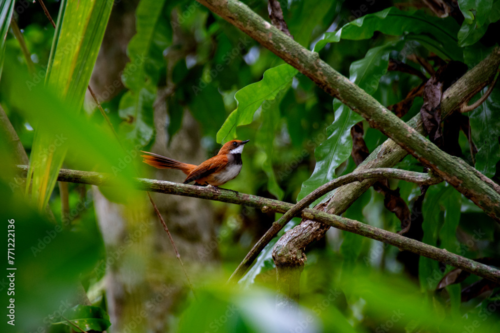 Tropic forest of Rock island southern lagoon and a bird, "Melimdelebteb ...