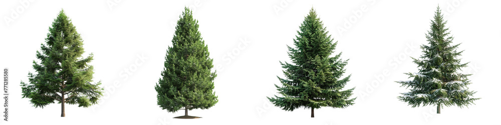 Evergreen tree png mockup in 3d without backoground for decoration ...