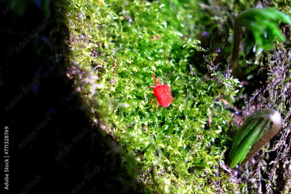 Little red insect Trombidiidae, also known as red velvet mites, true ...