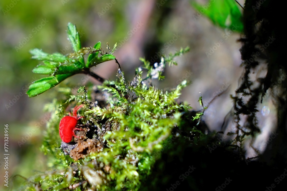 Little red insect Trombidiidae, also known as red velvet mites, true ...