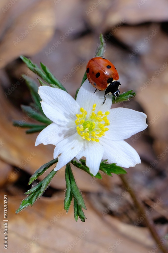 Little red insect Trombidiidae, also known as red velvet mites, true ...