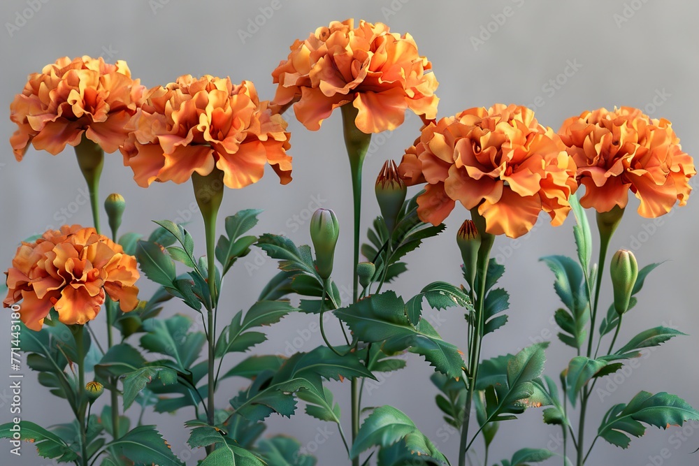 Set of orange marigold flowers on white. Stages of flower blooming ...