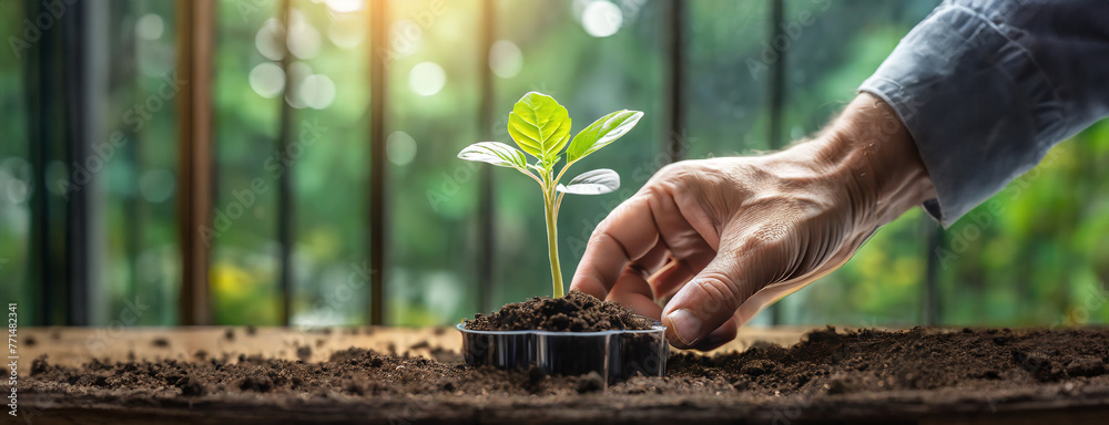 Planting a seedling, hands foster growth with care in a pot of soil ...