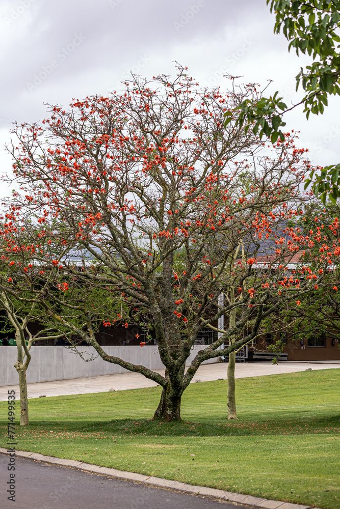 Unusual beautiful exotic tree Erythrina caffra, corallodendron. African ...