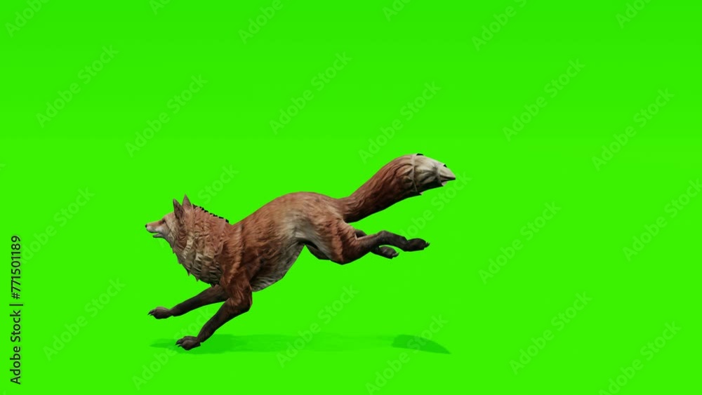Looping footage: Agile fox in motion, sprinting against a vibrant green ...