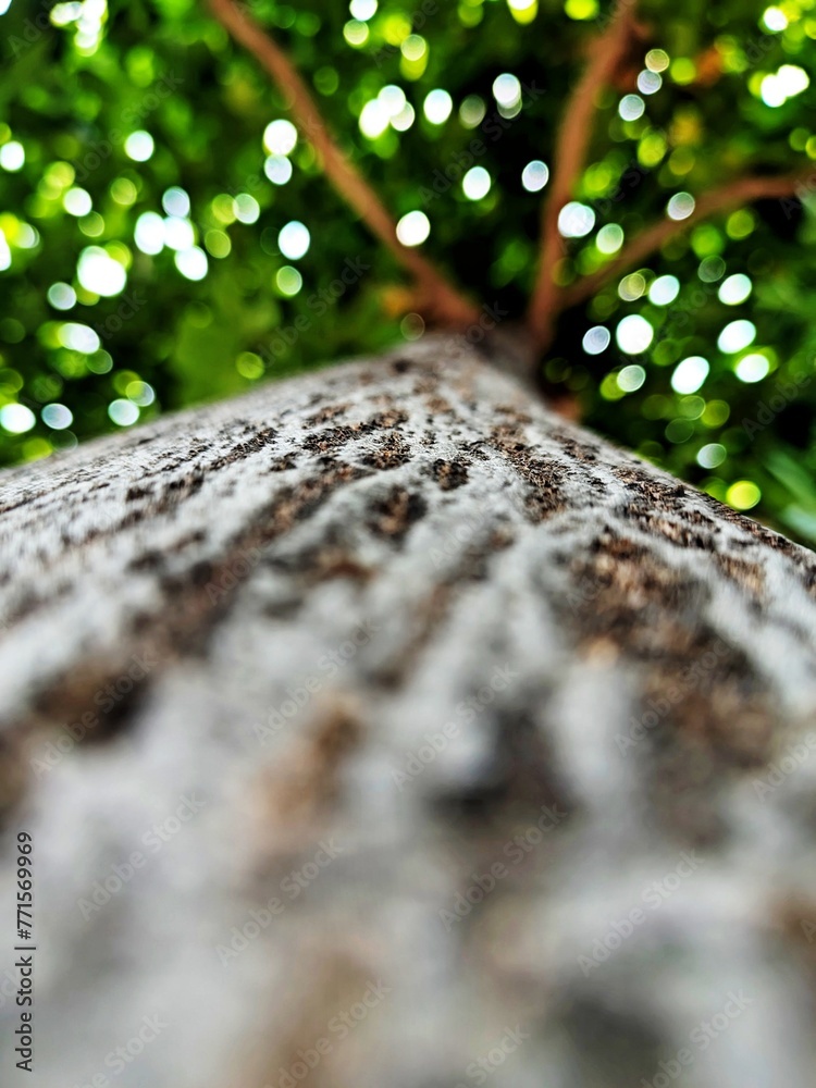 Bokeh fotografi Batang pohon dengan ranting dan daun yang indah Stock ...