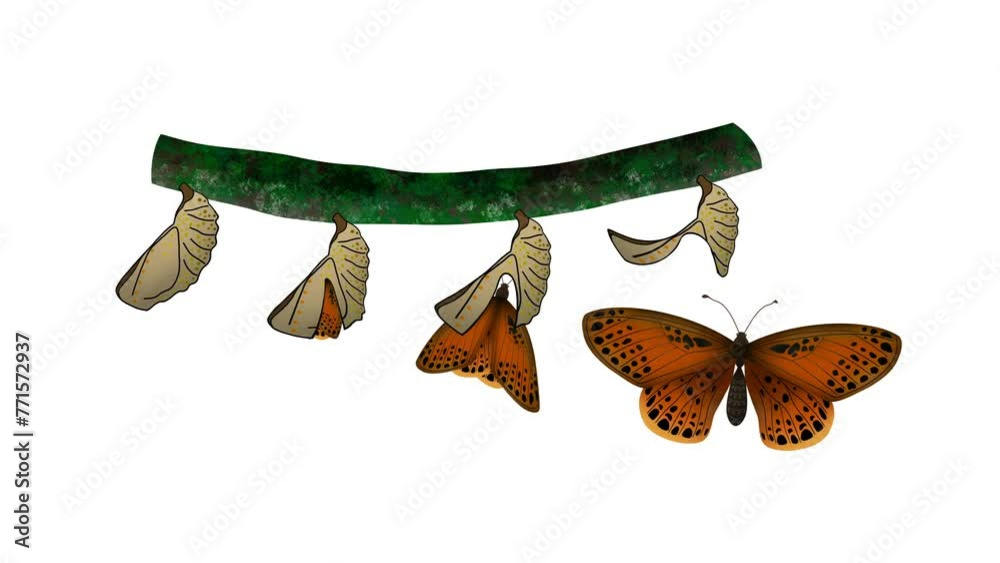 Life cycle of common wing butterfly, metamorphosis from caterpillar to ...
