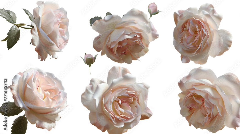 English Rose in 3D Digital Art on Transparent Background for Floral ...