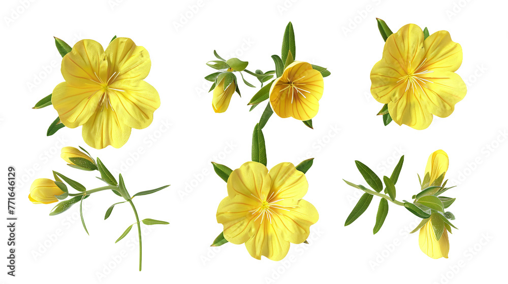 Evening primrose botanical illustration in 3D digital art, isolated on ...