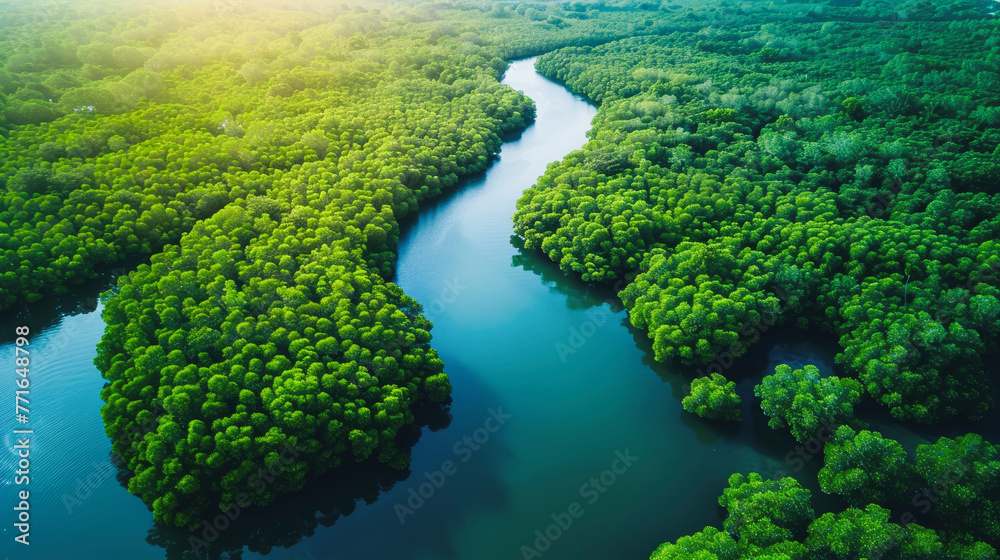 Carbon Capture Concept Natural Carbon Sinks Mangrove Trees Capture Co2 From The Atmosphere