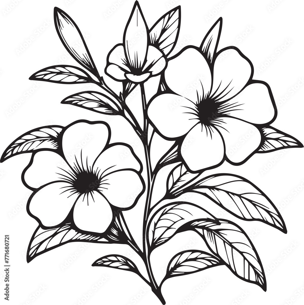 Golden Trumpet Vine, allamanda cathartic drawing, pencil allamanda ...