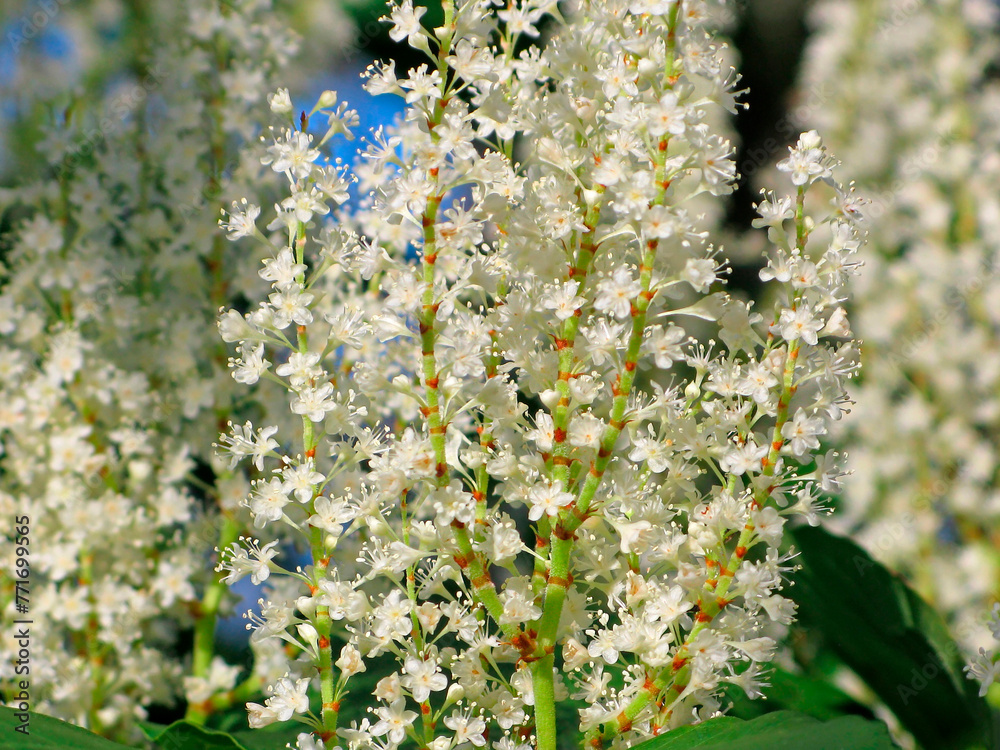 Large inflorescences of Sakhalin knotweed (Reinutria, Sakhalin ...