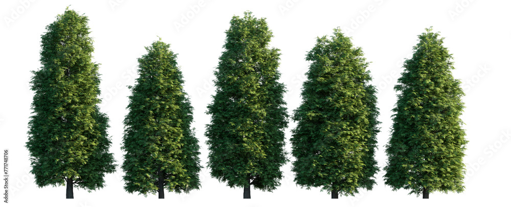 Thuja occidentalis frontal set Smaragd evergreen emerald green American ...