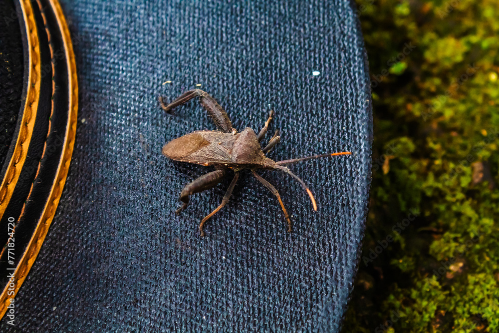 Black leaf bug in Sierra de Guadalupe state of Mexico, acanthocephala ...