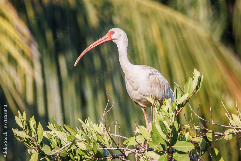 El corocoro blanco o ibis blanco americano es una especie de ave ...