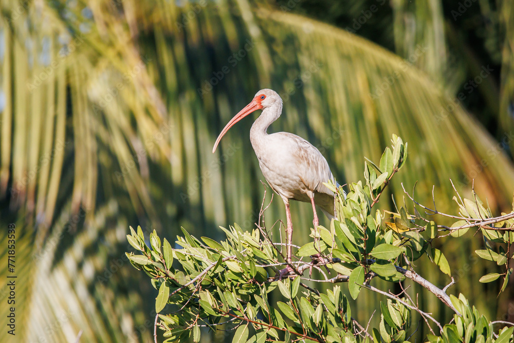 El corocoro blanco o ibis blanco americano es una especie de ave ...
