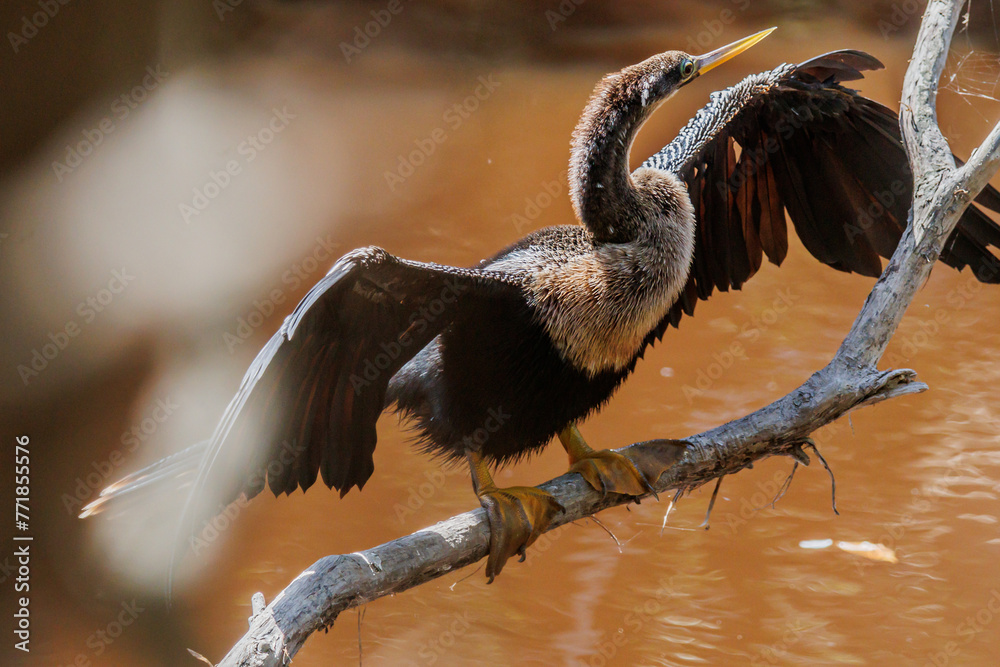 Las aningas, biguá-víboras, aves serpiente, marbellas o patos aguja son ...