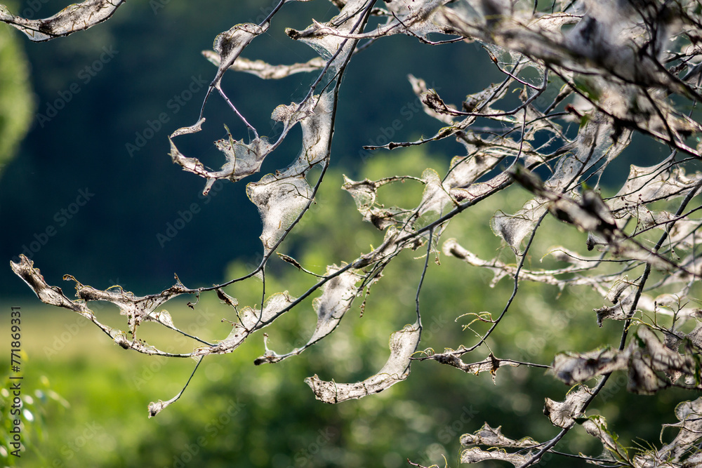 The branches of the trees are covered with a white web of moth ...