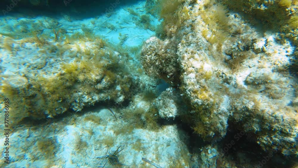 Underwater video of flock of marbled spinefoot fish swimming over rocks ...