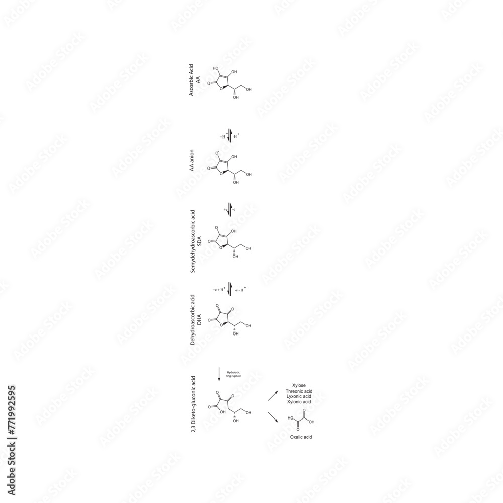 Diagram showing antioxidant mechanism of Ascorbic acid (vitamin C) and ...
