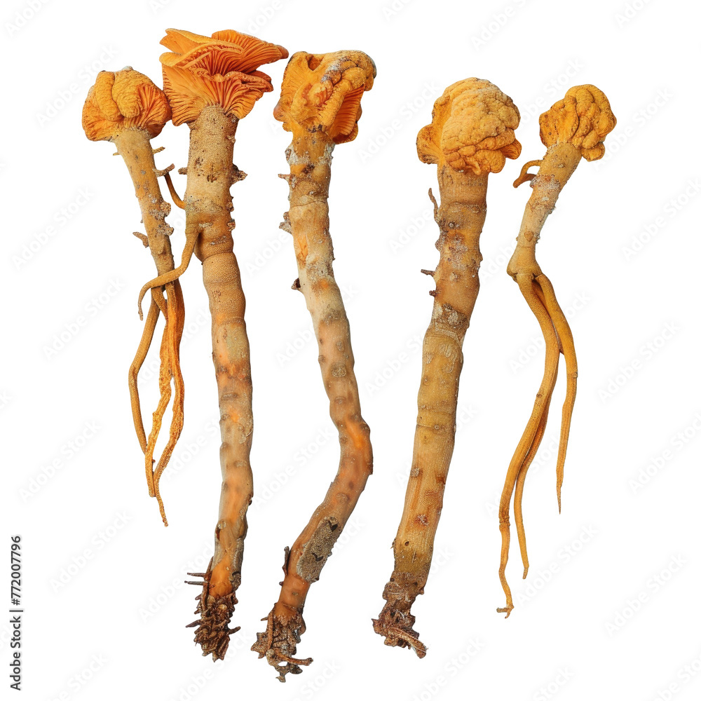 Still life photography of mushrooms with roots on transparent ...