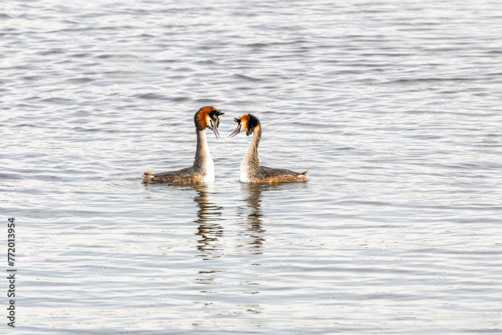 Close up of courtshipping Grebes, Podiceps cristatus, facing each other ...
