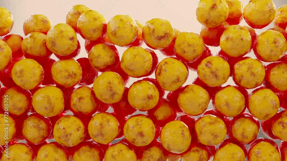 Fat cells, adipocyte and lipocyte, cholesterol in a cells, White fat ...