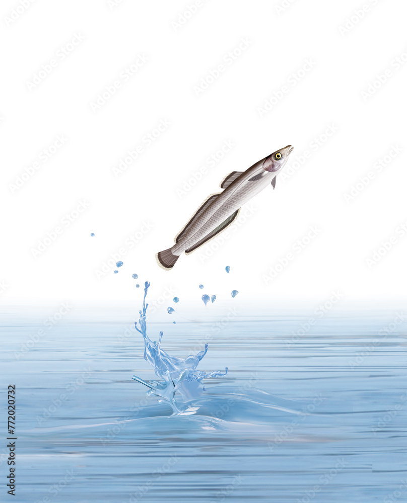 poisson lingue qui saute de l'eau Stock Illustration | Adobe Stock