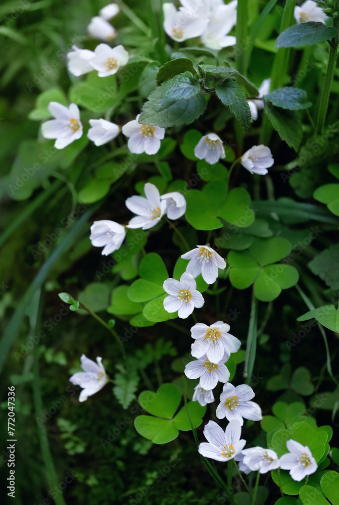 white flowers of wood sorrel oxalis acetosella close up in forest ...