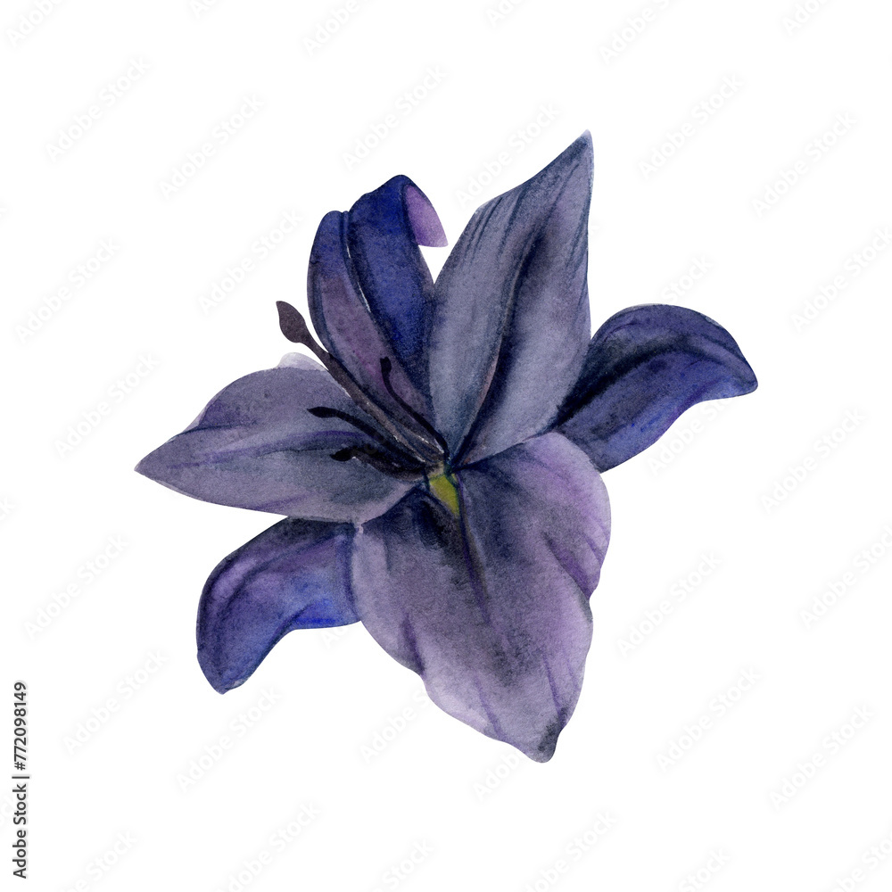Hand drawn watercolor illustration botanical flowers. Dark lily ...