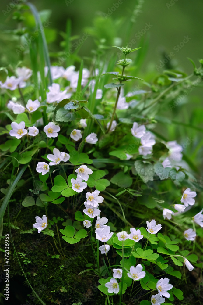 white flowers of wood sorrel oxalis acetosella close up in forest ...