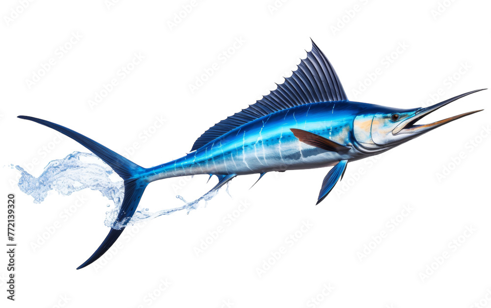 A blue marlin fish gracefully jumps out of the water with a powerful ...