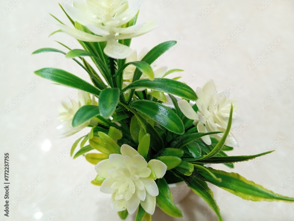 White jasmine, also known as Jasminum sambac, is an evergreen shrub ...