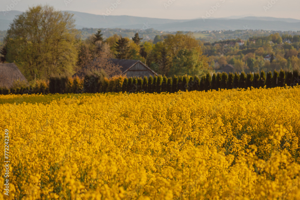 Pole rzepaku rzepakowe Stock Photo | Adobe Stock