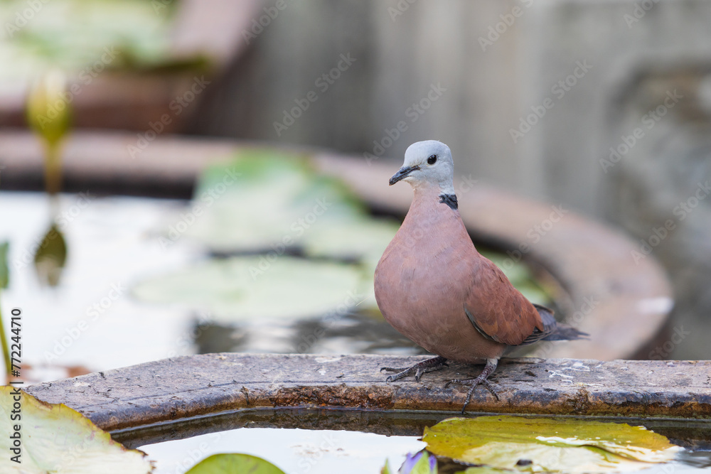 Portrait of Red collared dove on the edge of the pond. Streptopelia ...