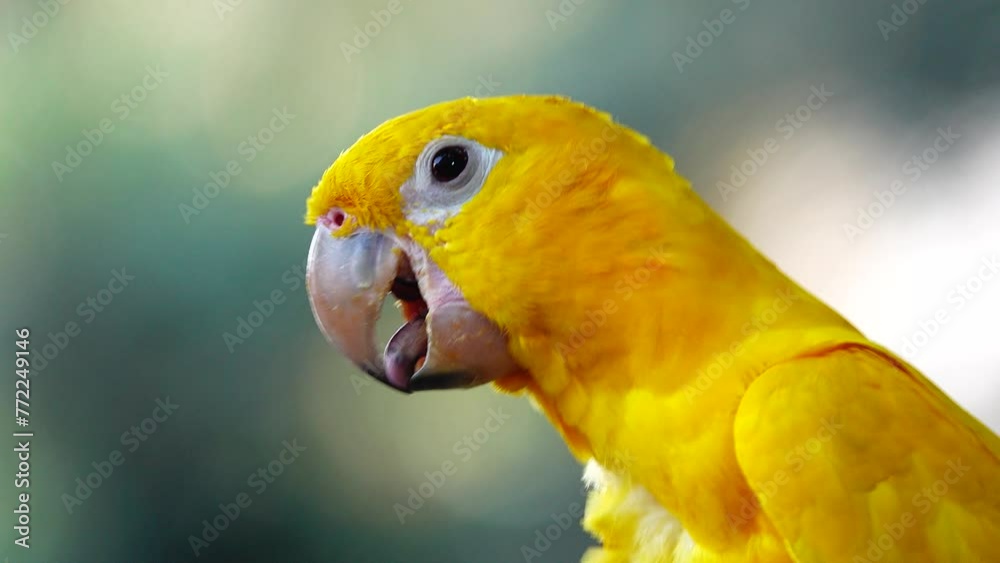 Vidéo Stock 4K About golden Sun Conure The sun parakeet beautiful ...