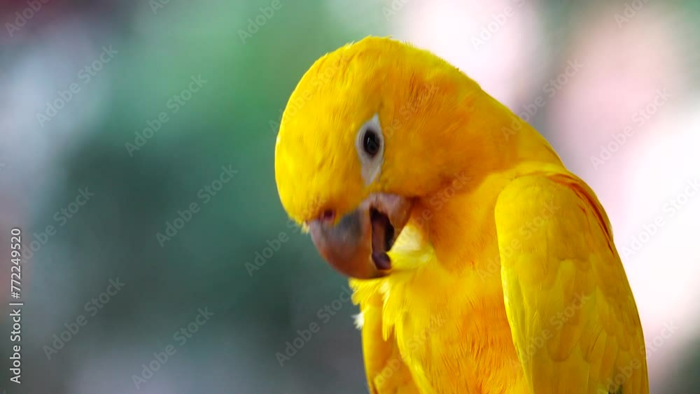 4K About golden Sun Conure The sun parakeet beautiful colours of yellow ...