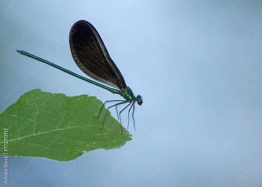 A male Ebony damselfly, also known as jewel-winged damselfly ...