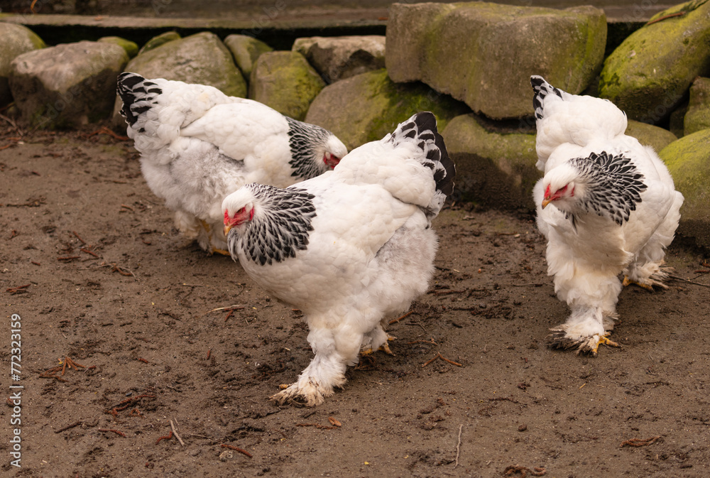 Brahma chickens with distinctive plumage and patterns strutting ...