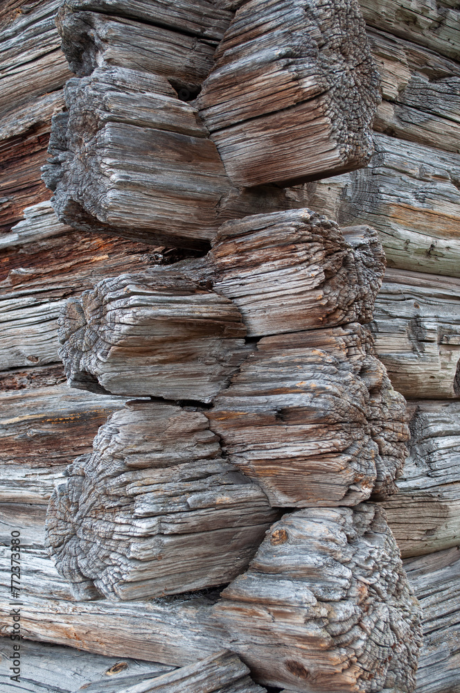 Corner of old log cabin. Log joint. Very old weathered logs with large ...