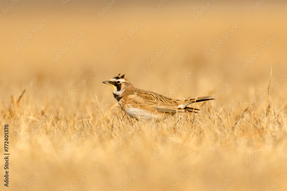Horned Lark (Eremophila alpestris) in its typical habitat. These ...