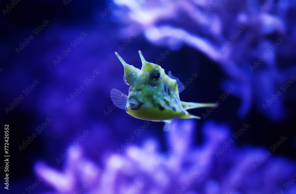 Adorable longhorn cowfish also known as Lactoria cornuta in a aquaarium ...