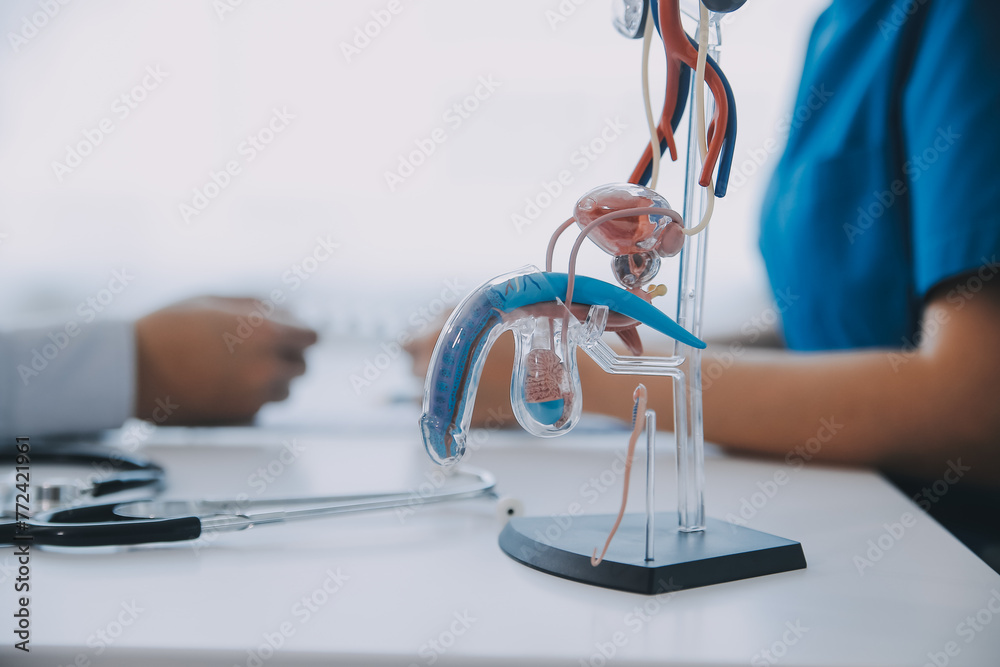 Doctor uses anatomical model to explain male urinary system. Model ...