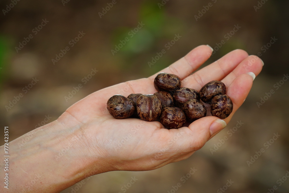 Seeds of the Amazon rubber tree (Hevea brasiliensis) Against a light ...