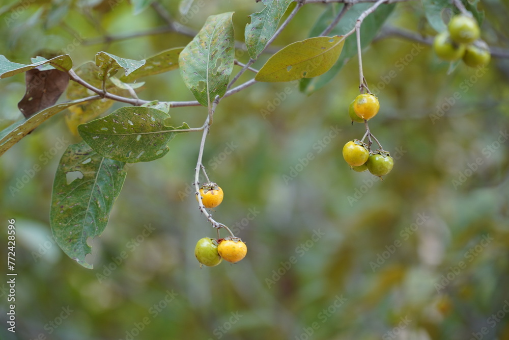 Muruci fruits (Byrsonima crassifolia), also known as murici, from a ...