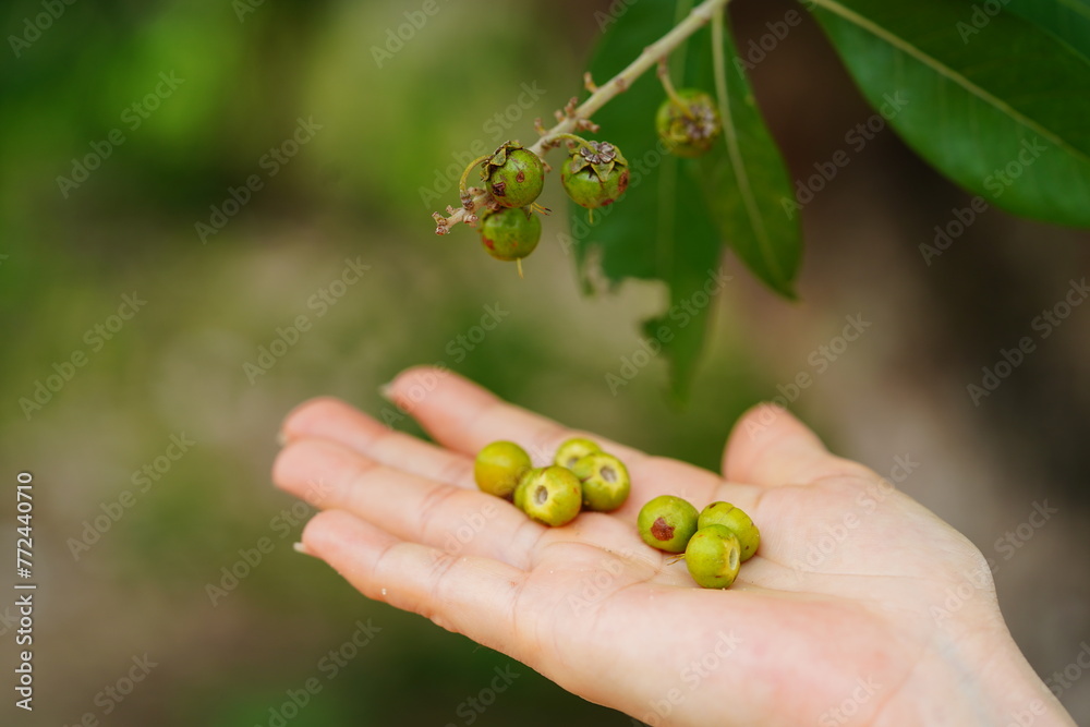 Muruci fruits (Byrsonima crassifolia), also known as murici, from a ...