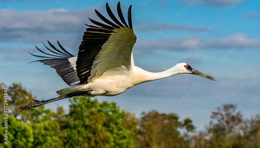whooping crane - Grus americana - is an endangered crane species ...
