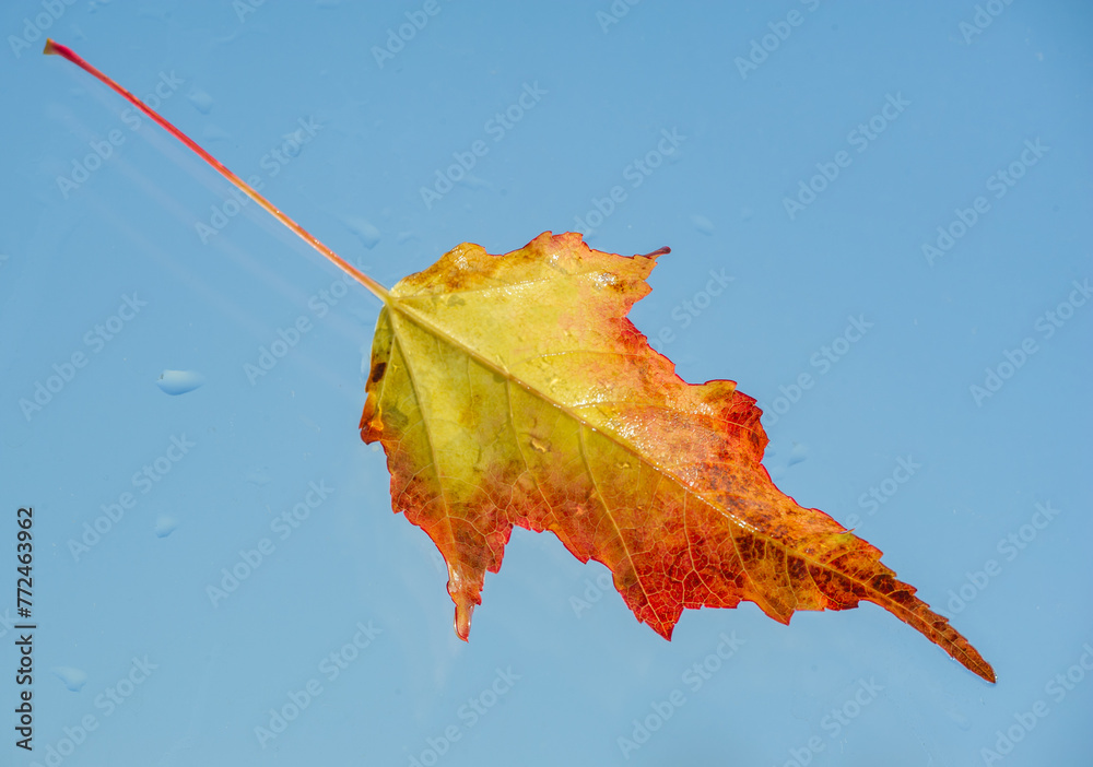 Beautiful fall maple foliage in shades of red, orange and yellow. Its ...