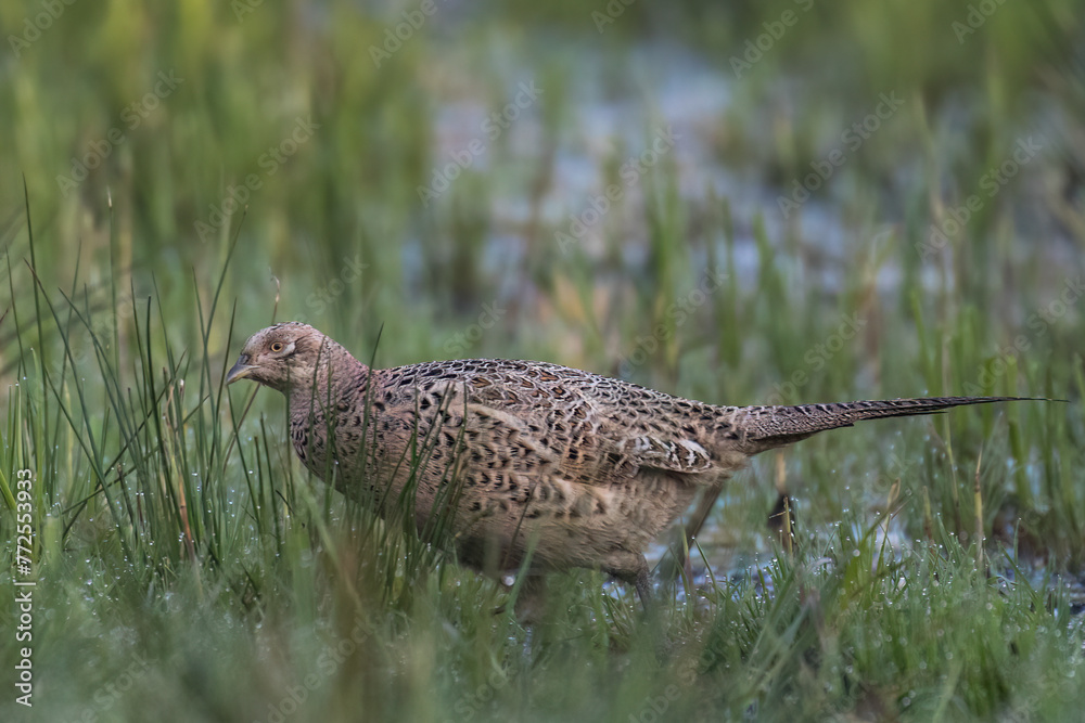 Pheasant, Phasianus colchicus, a very nice big bird, the female ...
